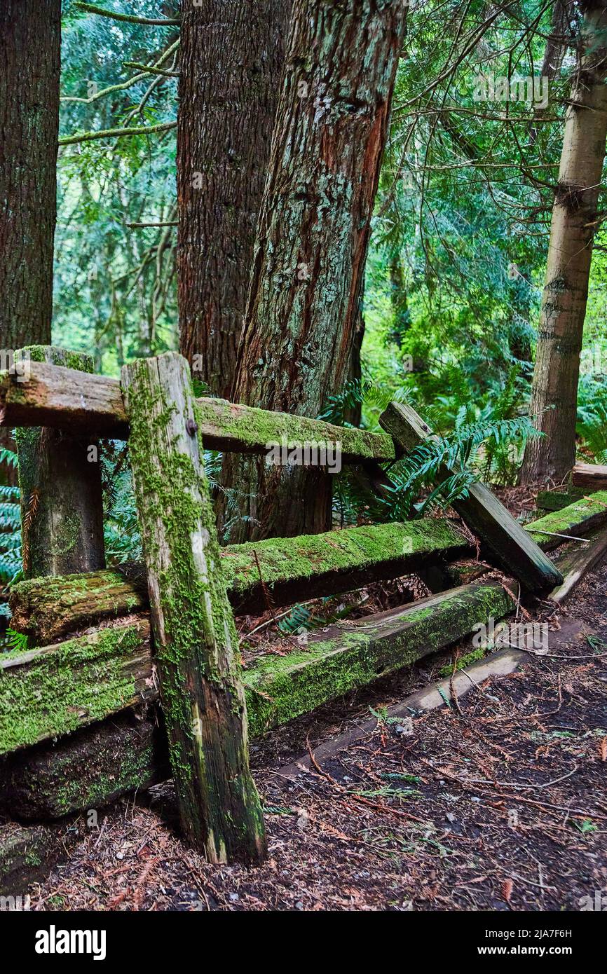 Forest blocked by old collapsed mossy fence Stock Photo - Alamy