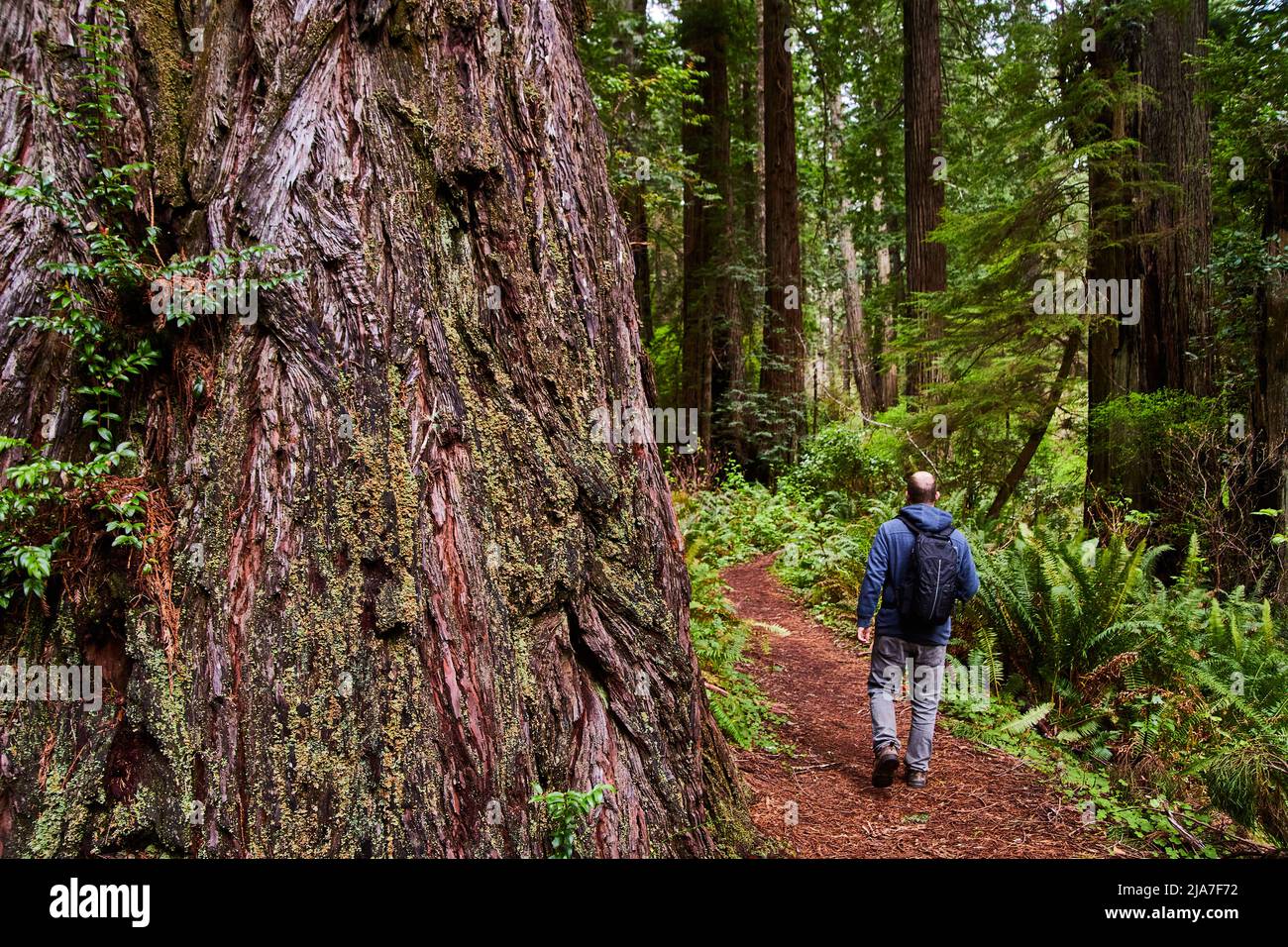 Hiker on redwood forest trail hi-res stock photography and images - Alamy
