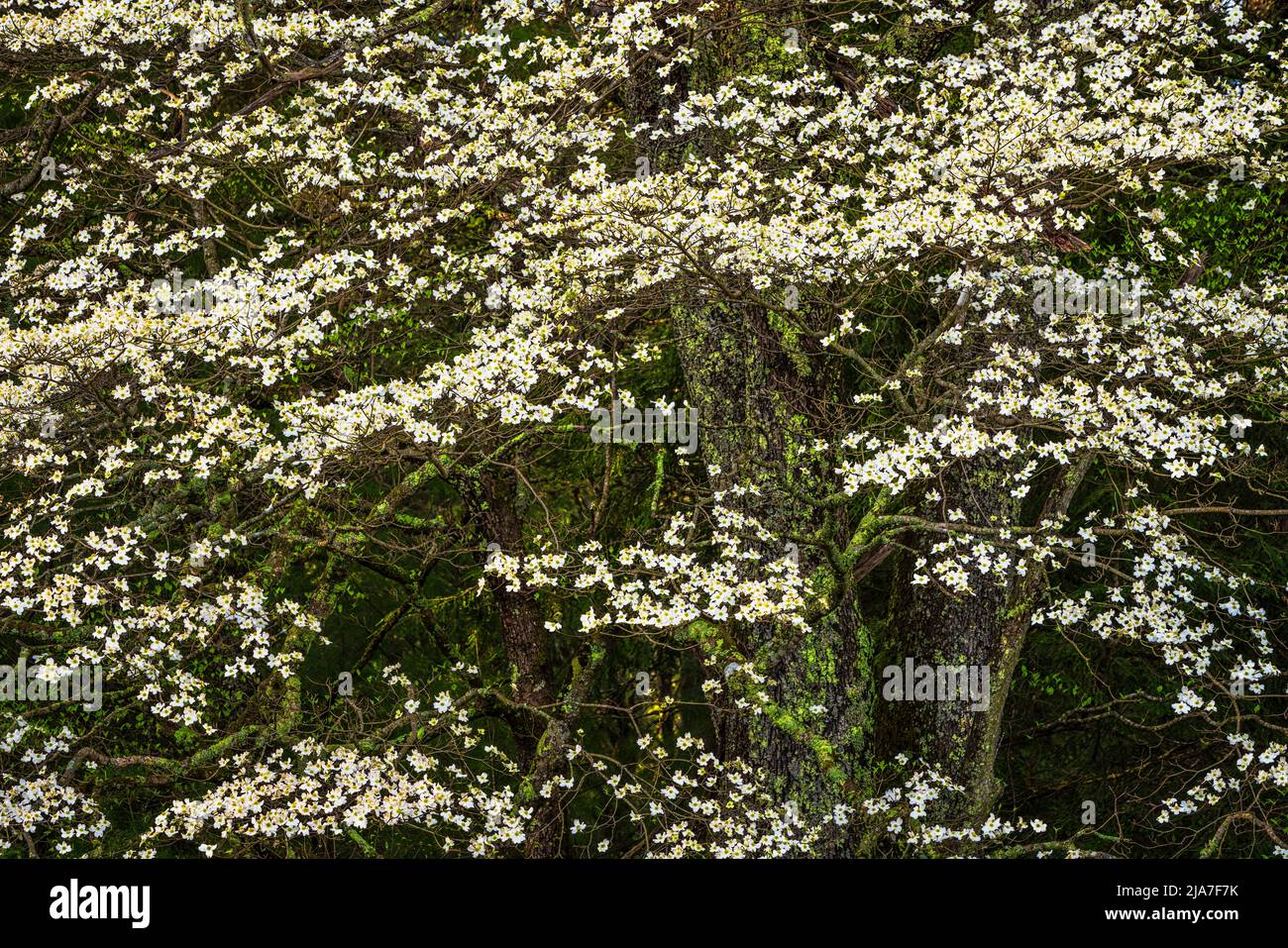 Spring Dogwoods in Great Smoky Mountain National Park Stock Photo - Alamy