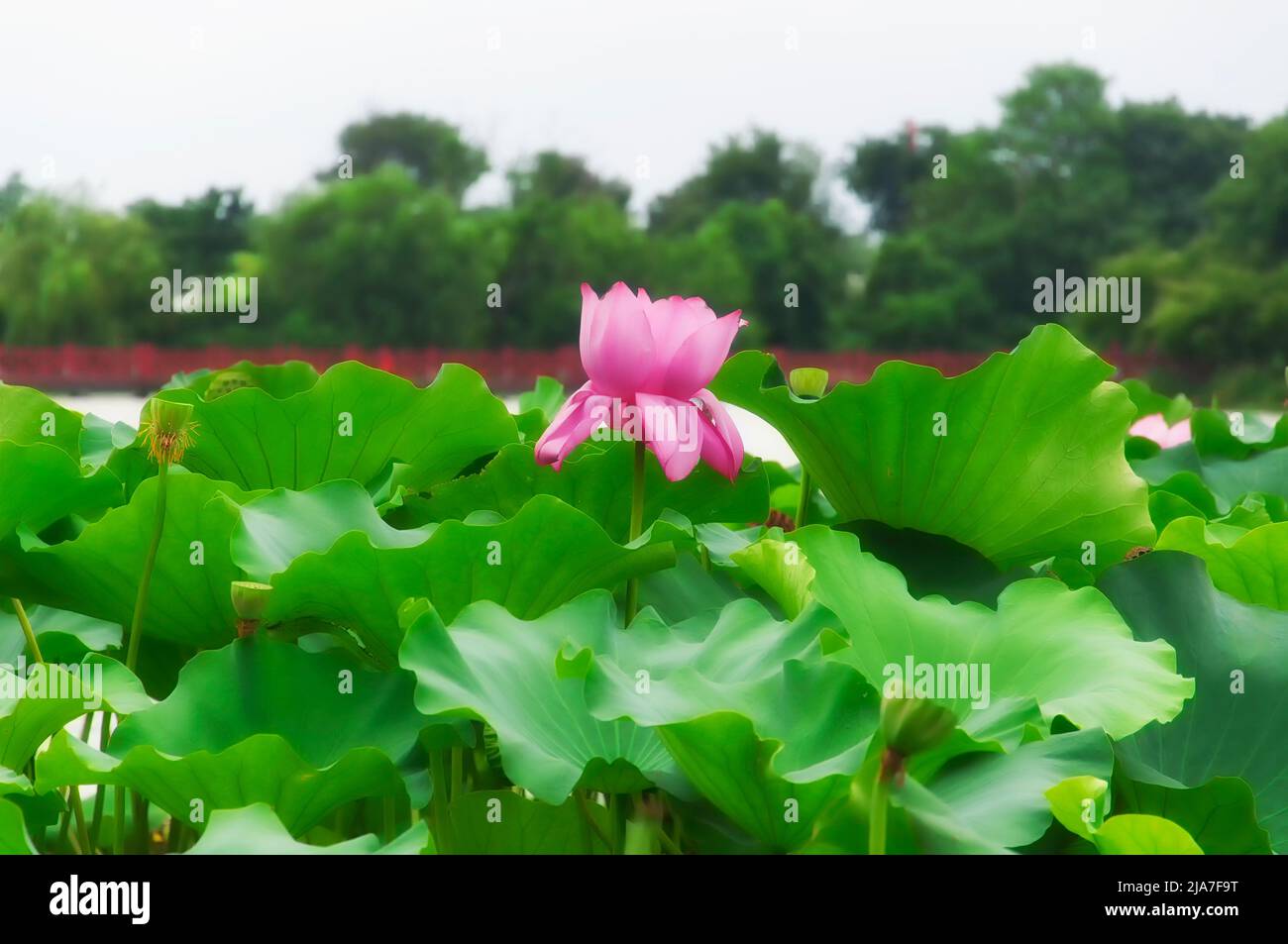 a beautiful lotus garden within the jingshan temple scenic area in ...