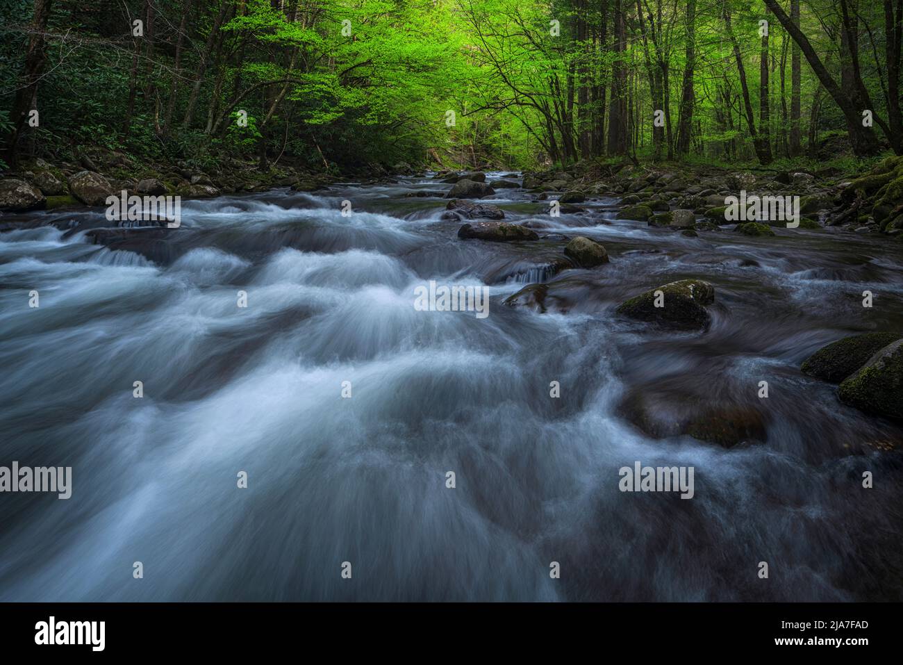 Springtime in the Tremont Section of Great Smoky Mountains National ...
