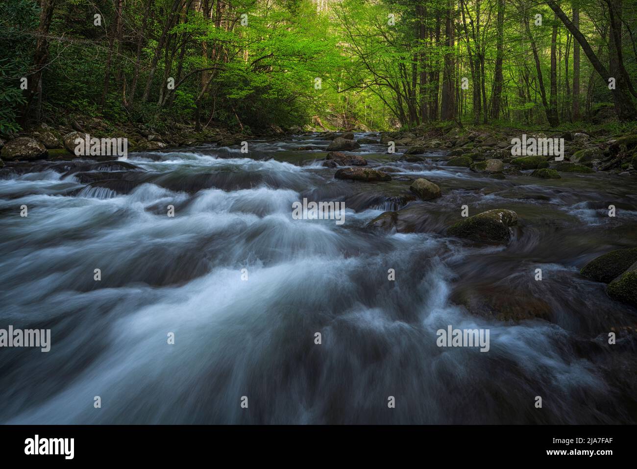 Springtime in the Tremont Section of Great Smoky Mountains National ...