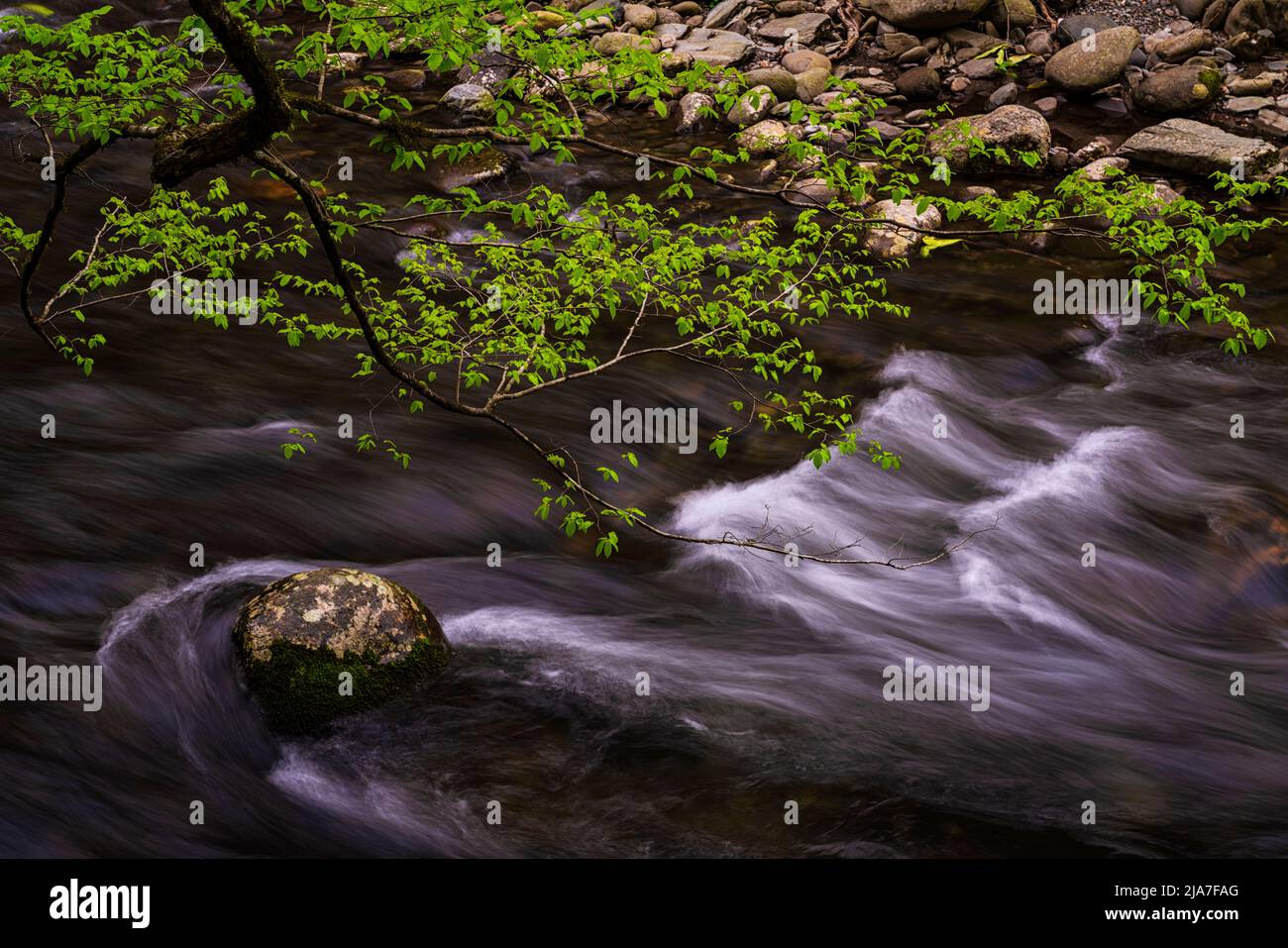 Springtime in the Tremont Section of Great Smoky Mountains National ...