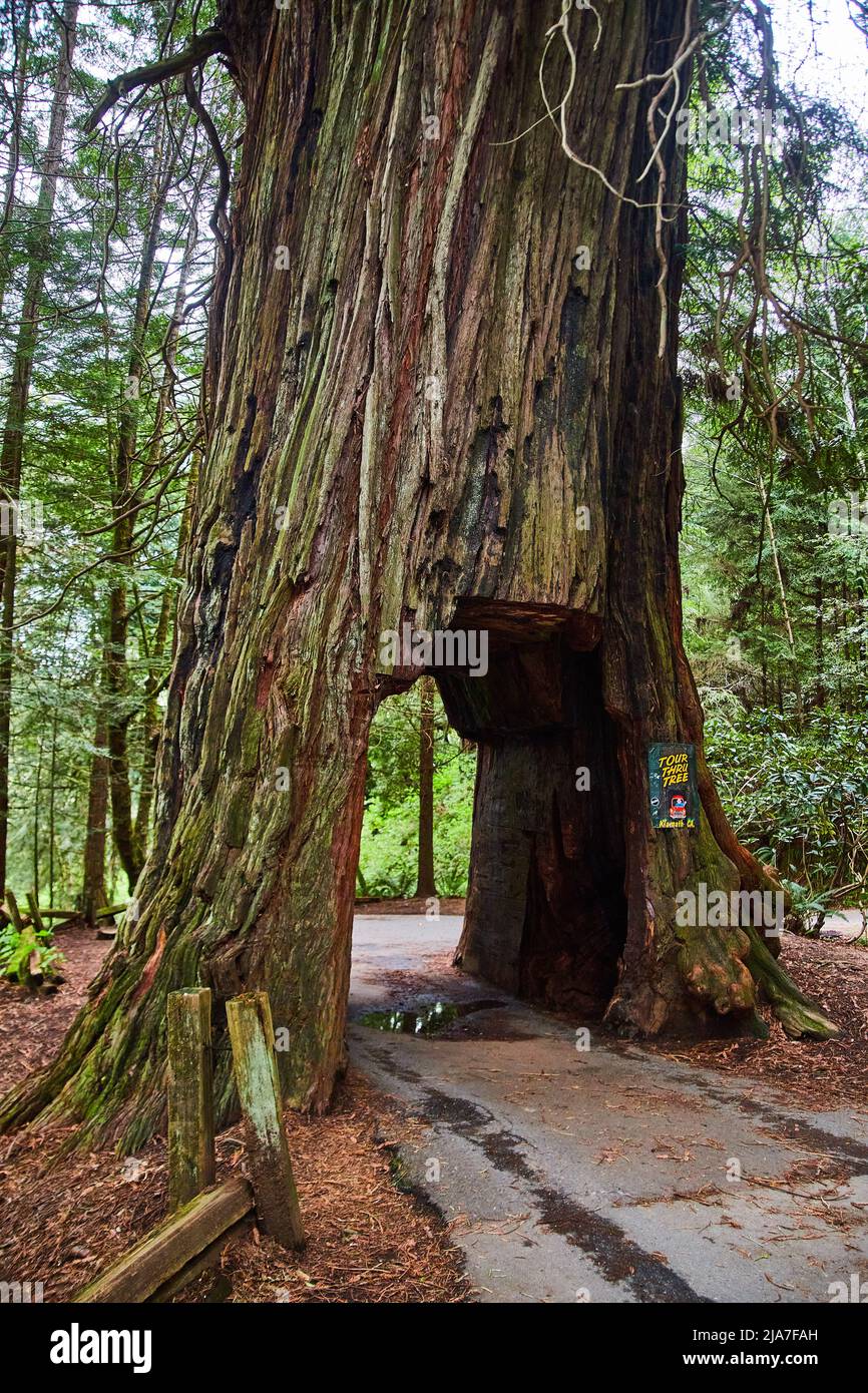 Drive car tree redwoods hi-res stock photography and images - Alamy