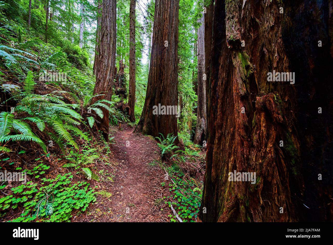 Ancient California forest surrounded by Redwoods on trail Stock Photo ...