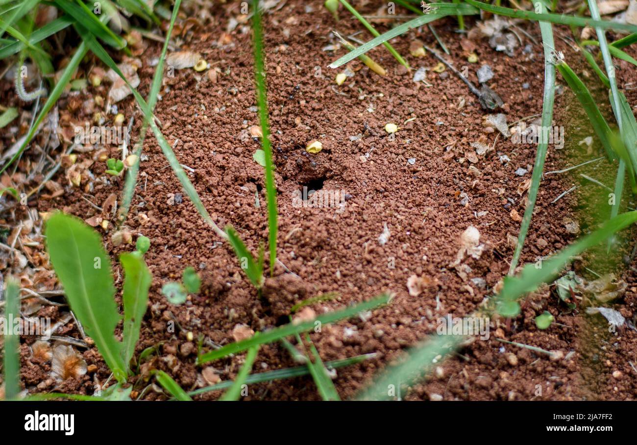 Ant hill in forest hi-res stock photography and images - Alamy