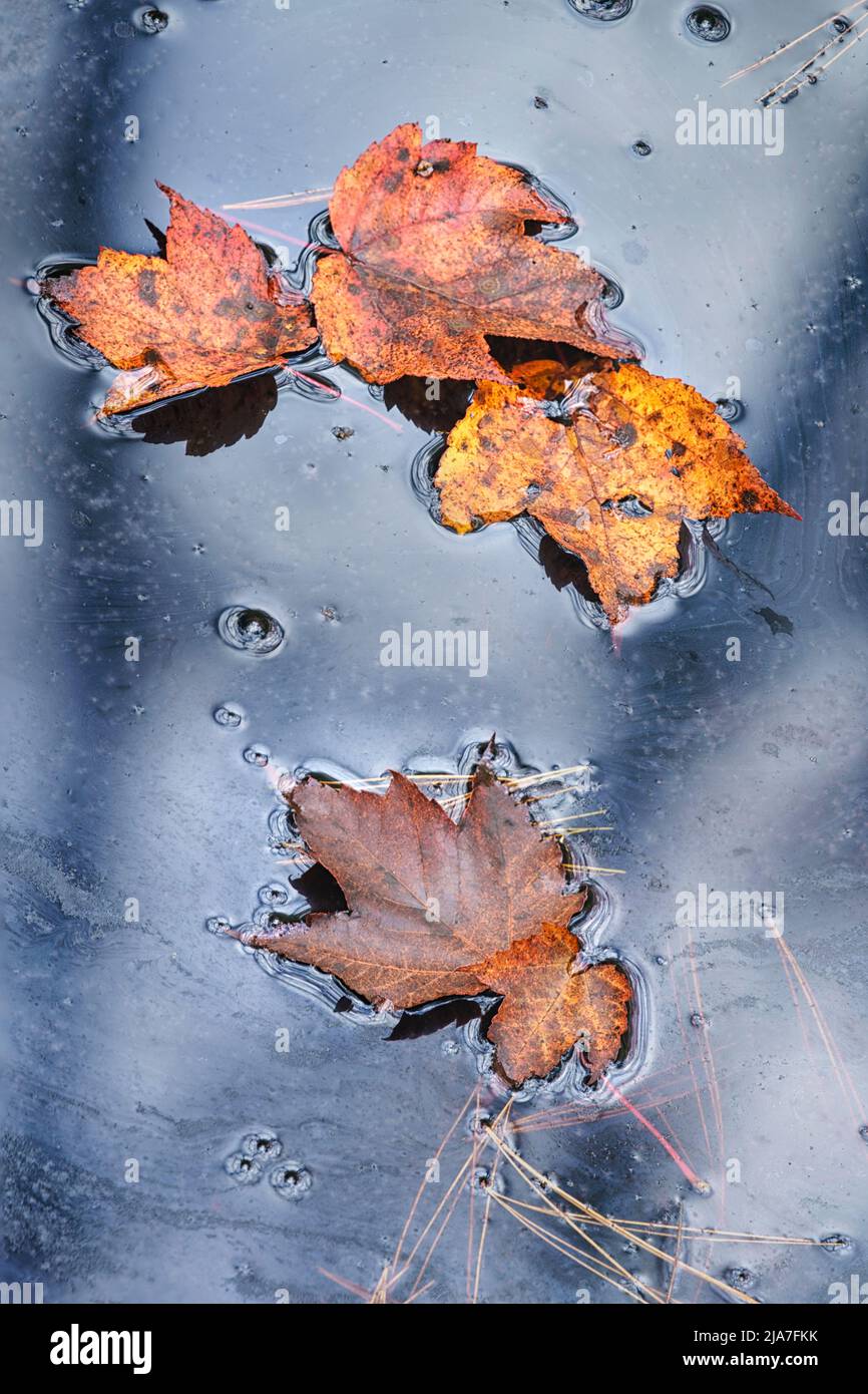 Autumn leaves rest on pond in Hiawatha National Forest in the Upper ...