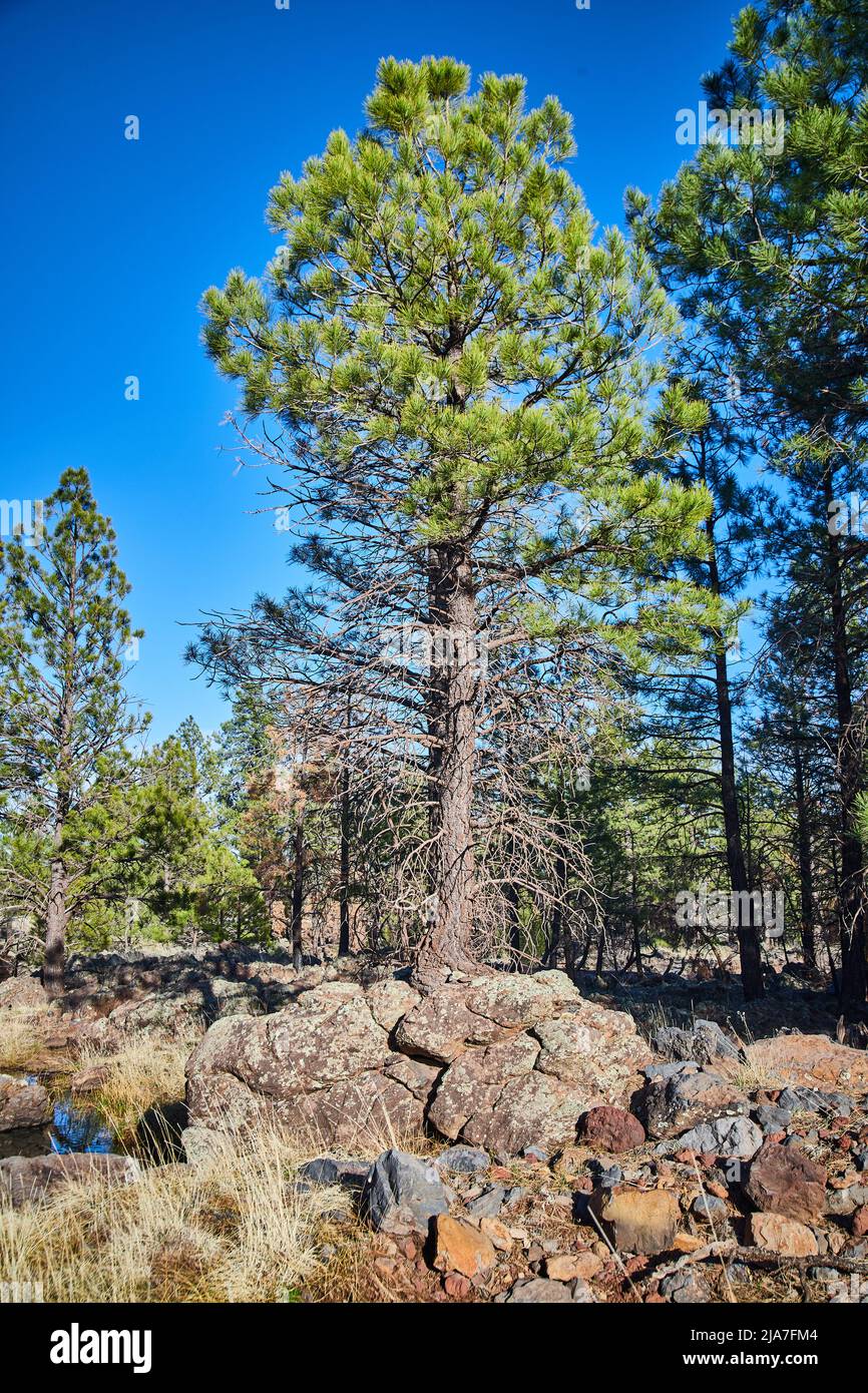 Focus on large green pine tree on giant boulder in desert Stock Photo ...