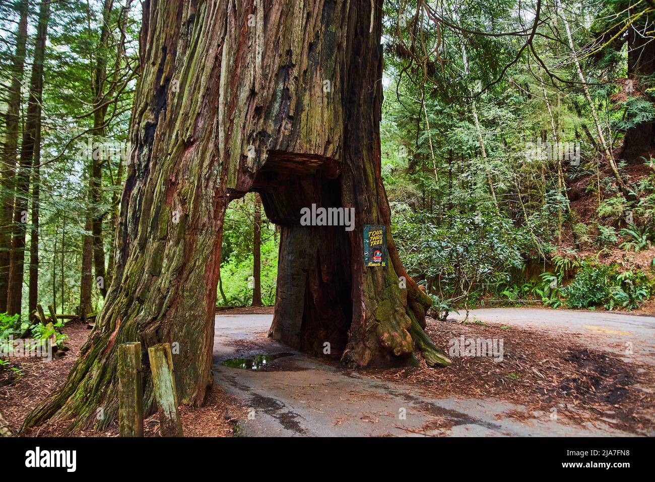 Drive through Redwoods tree in California Stock Photo - Alamy
