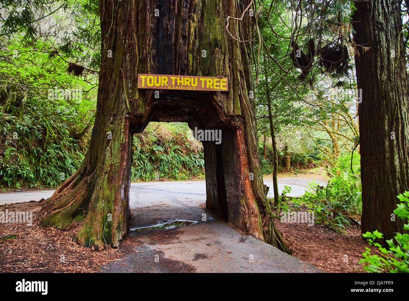 Drive through redwood national park hi-res stock photography and images ...