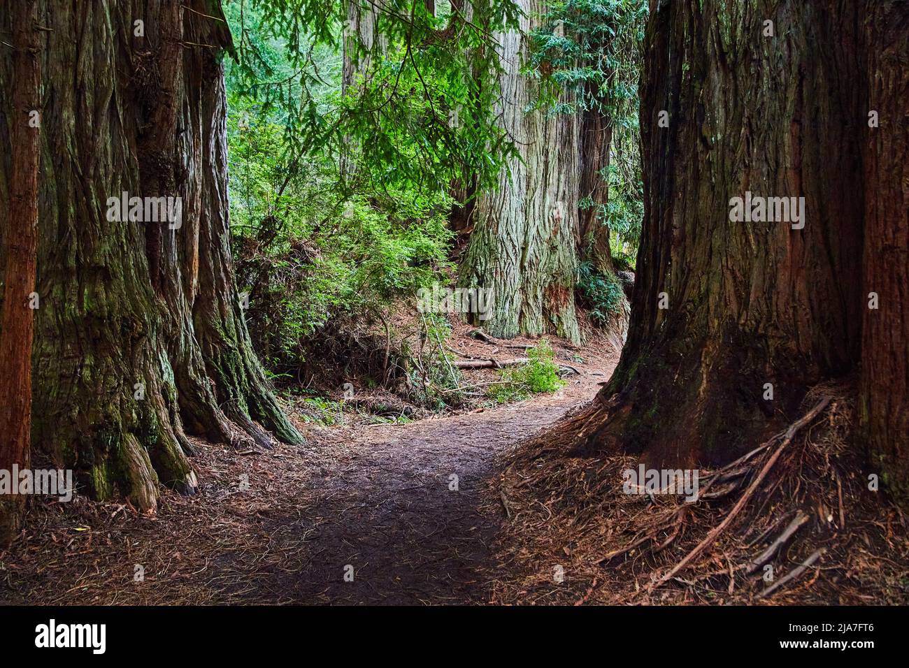 Hiking path winds around ancient Redwood trees in forest Stock Photo ...