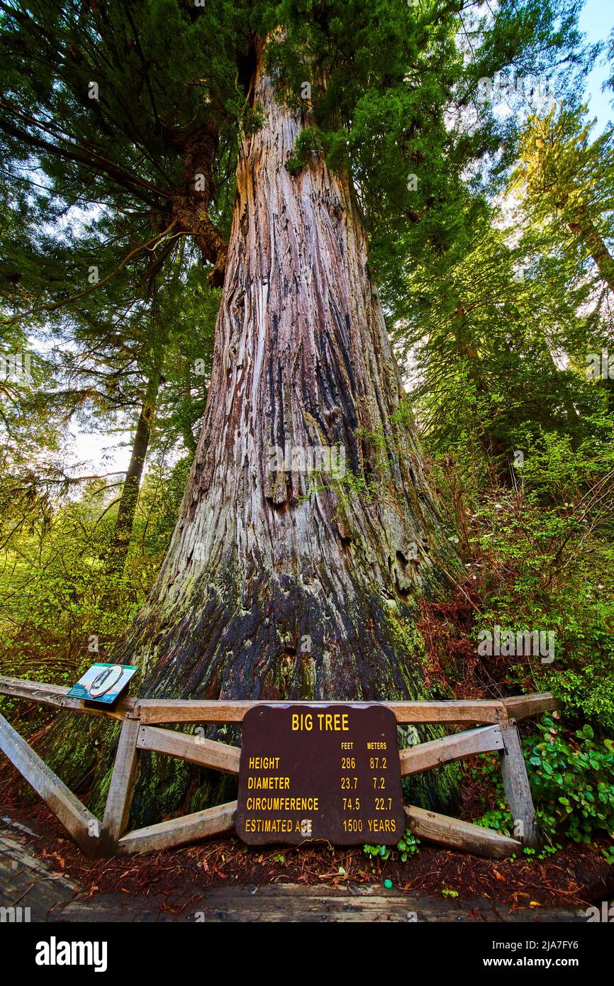 Big Tree in ancient Redwood forest of California record width Stock ...