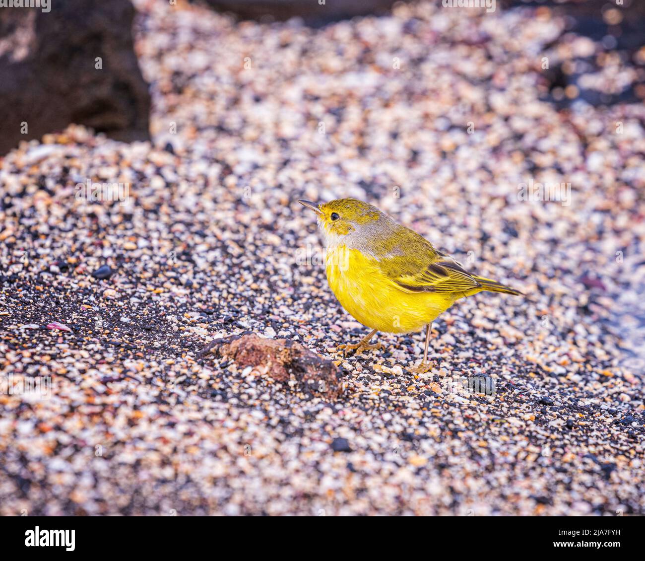 Yellow Warbler (Setophaga petechia) hunts for food on the shores of ...