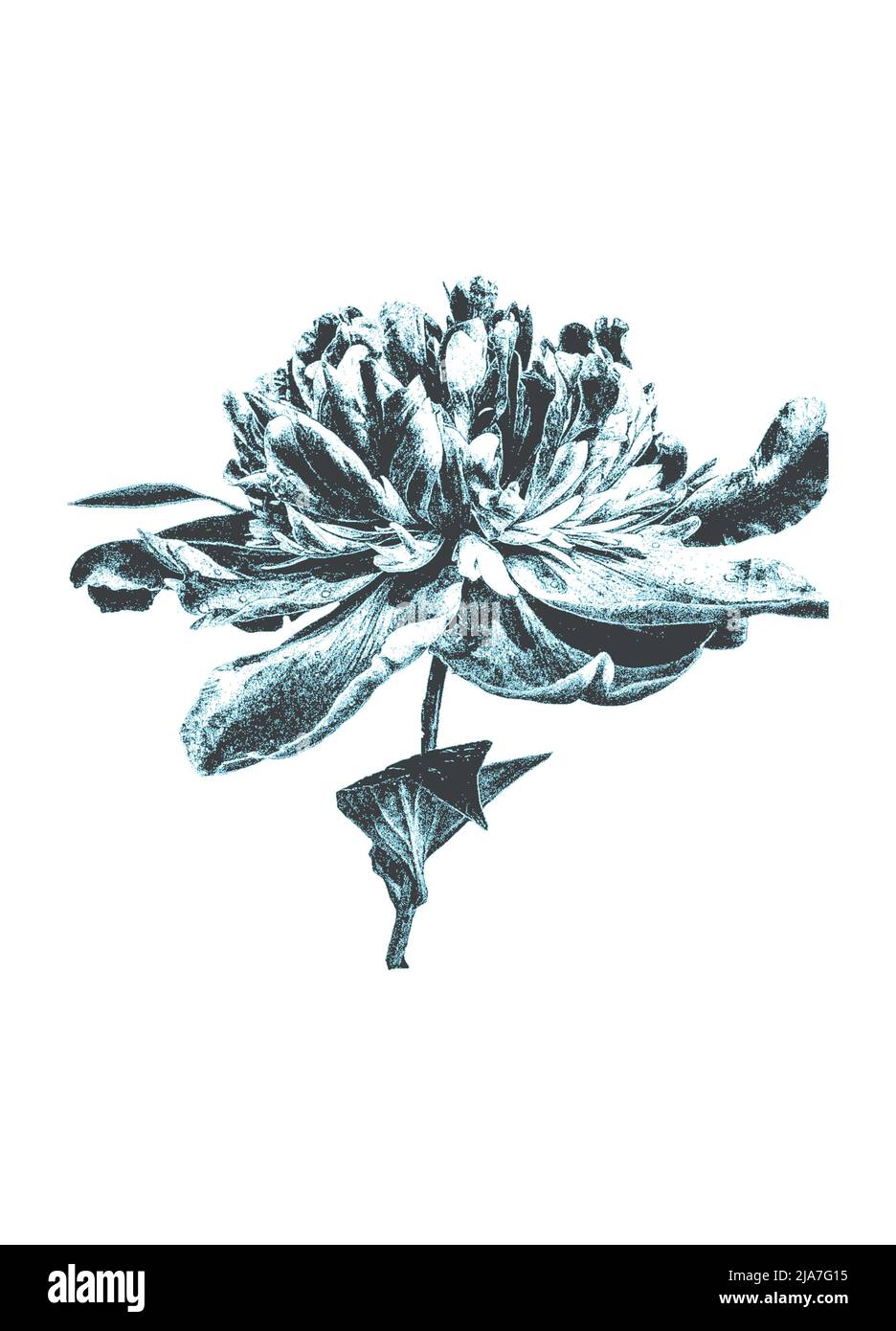 Hand draw flower in retro style. Distress vector illustration Stock ...