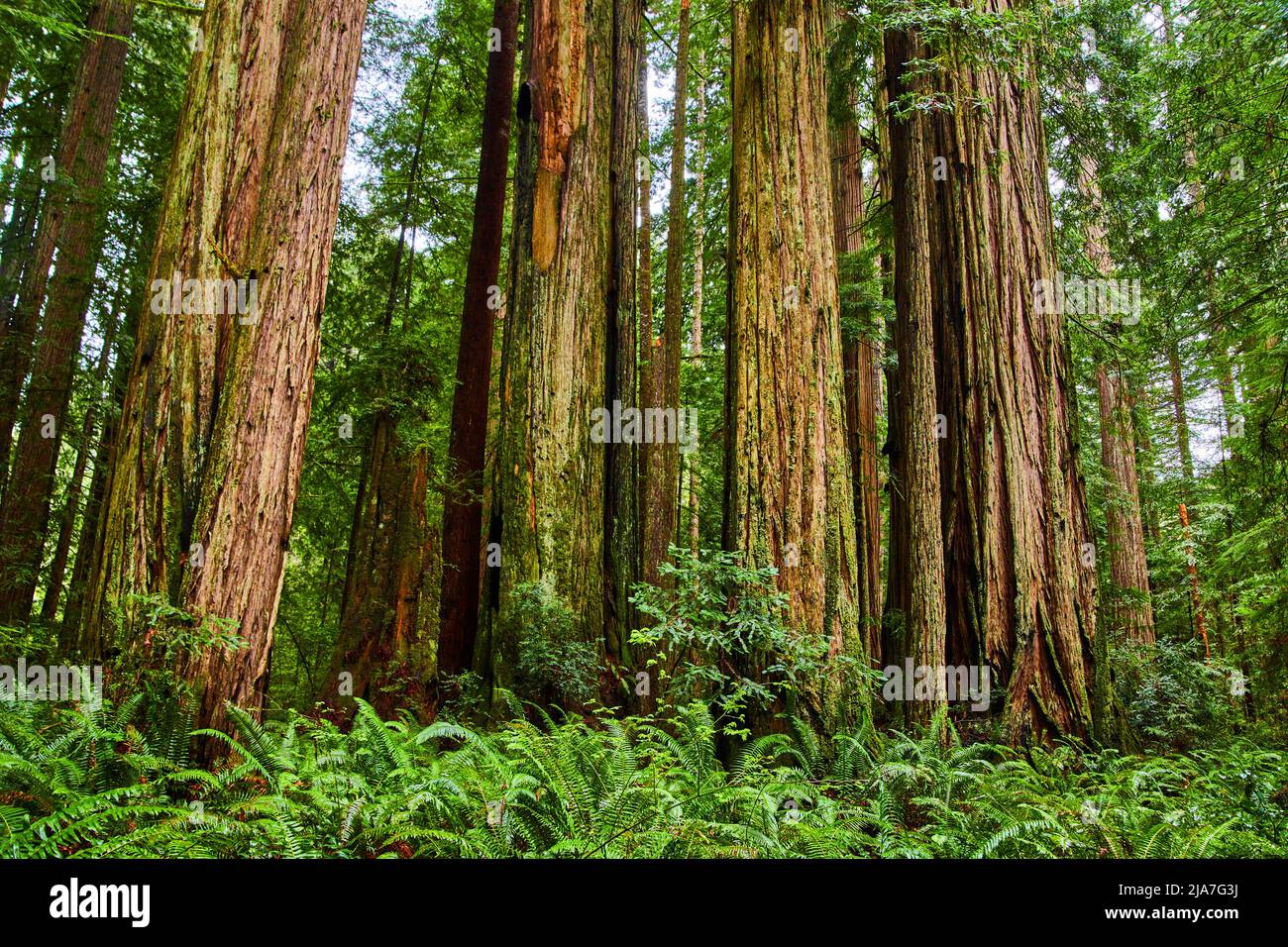 Forest of large Redwood trees in California Stock Photo - Alamy