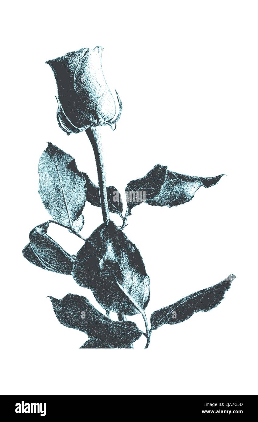 Hand draw flower in retro style. Distress vector illustration Stock ...