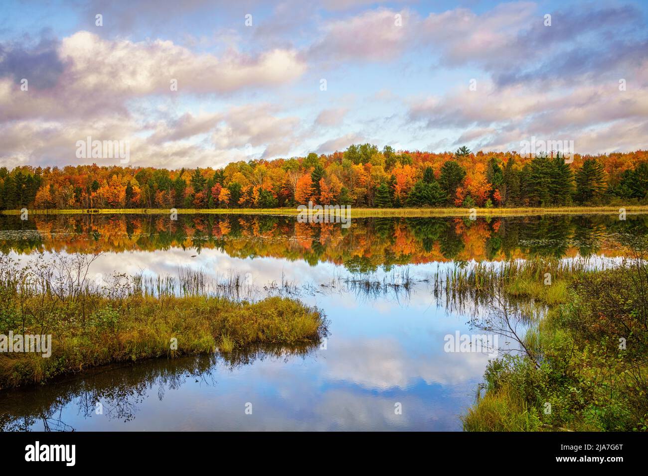 Lake in forest reeds hi-res stock photography and images - Alamy