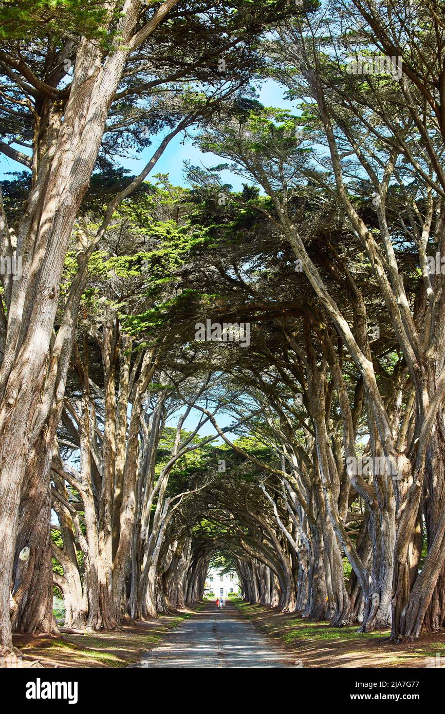 Forest tree tunnel hi-res stock photography and images - Alamy
