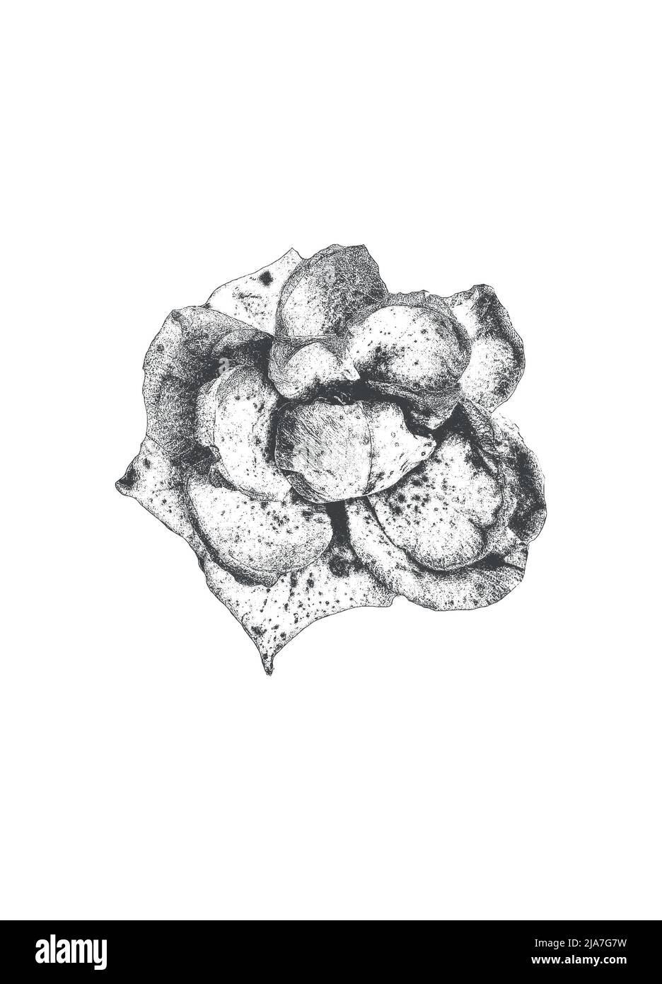 Hand draw flower in retro style. Distress vector illustration Stock ...