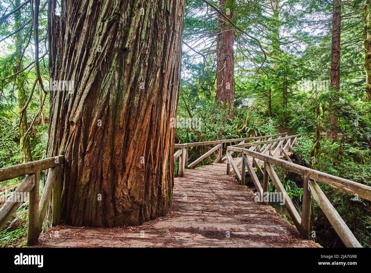 Giant Redwood tree cut into wooden walking path in forest Stock Photo ...