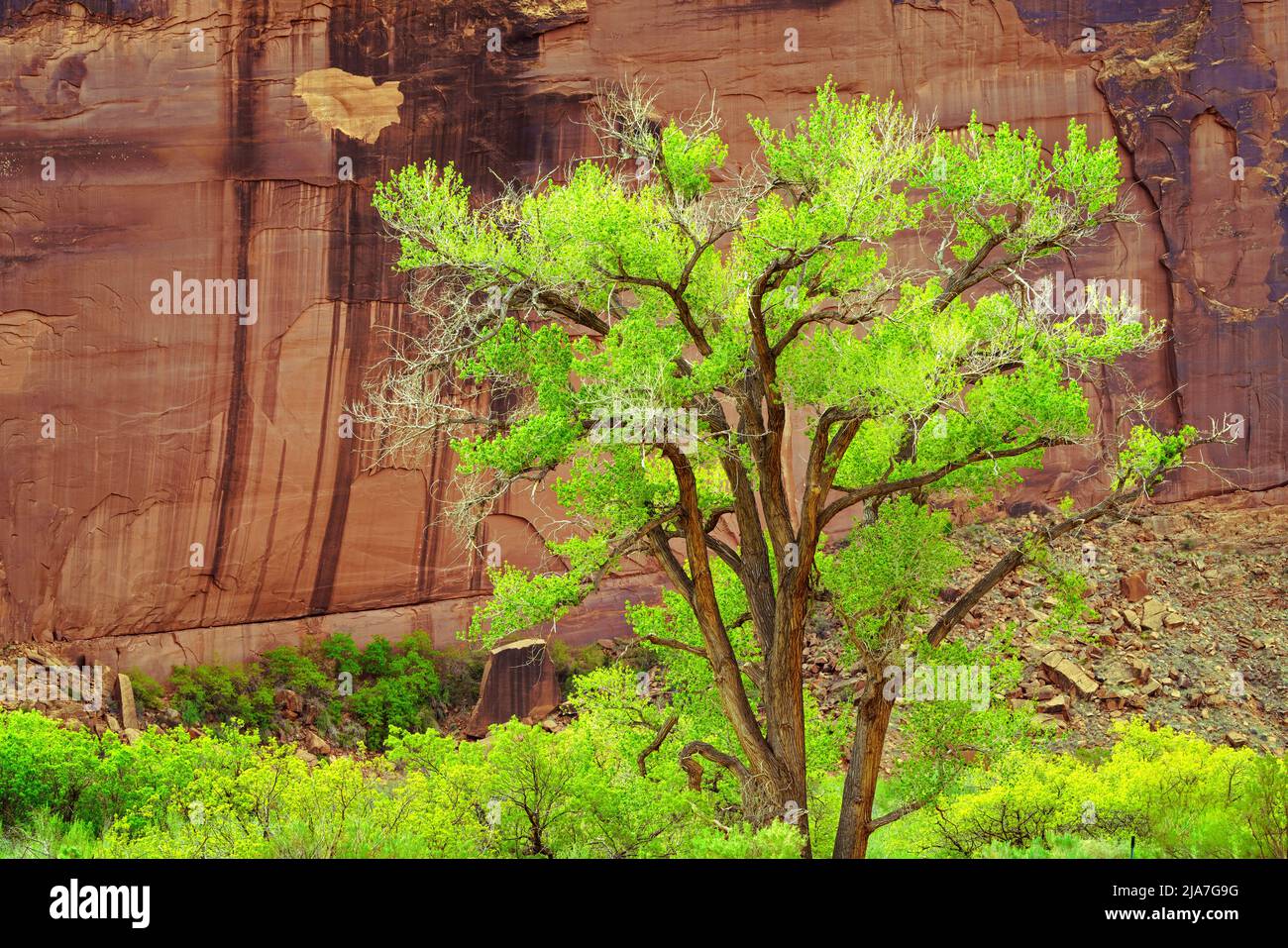 Verdant spring cottonwoods along Kane Creek Boulevard in Moab, Utah ...