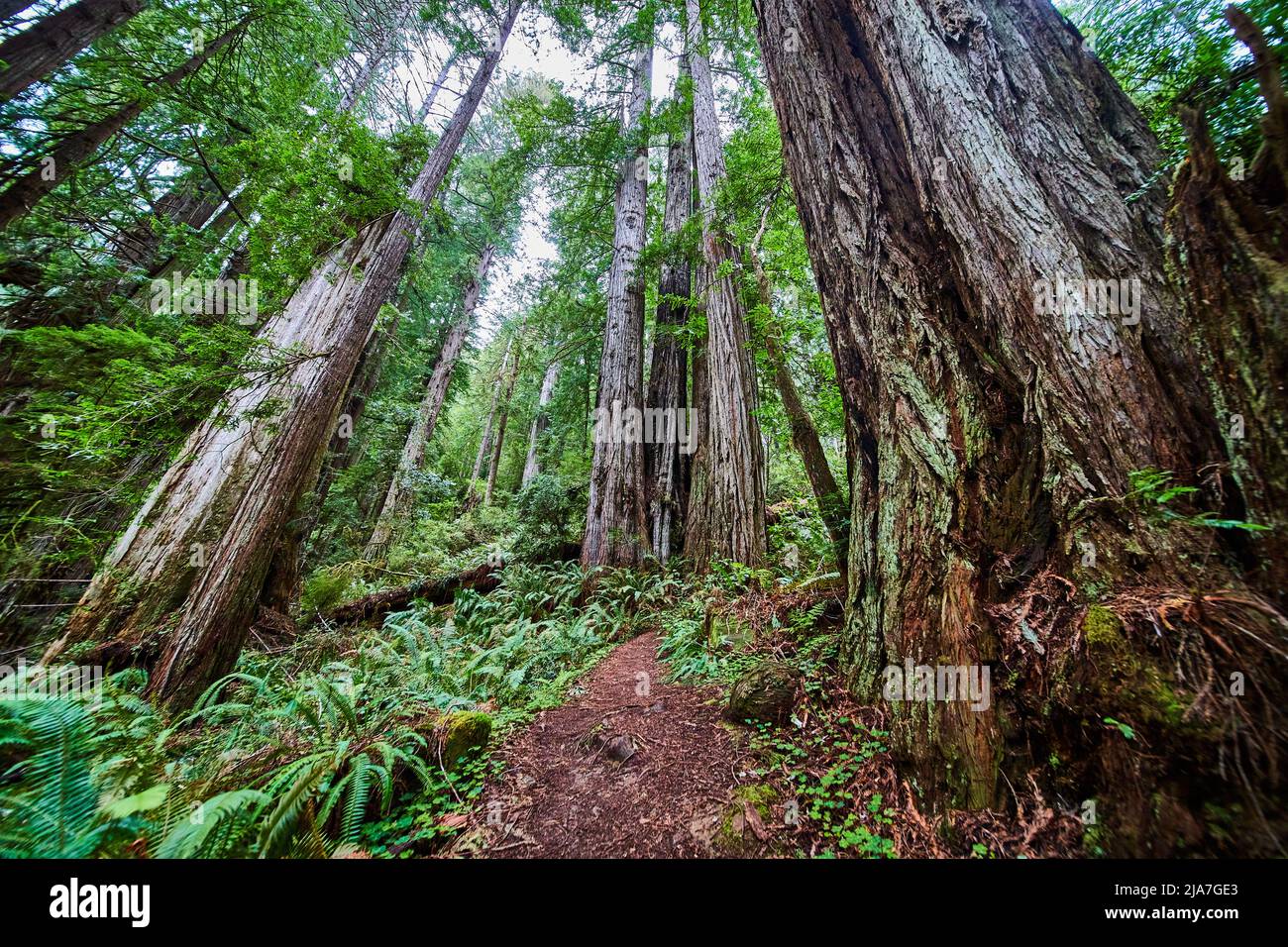 Hiking in the redwoods hi-res stock photography and images - Alamy