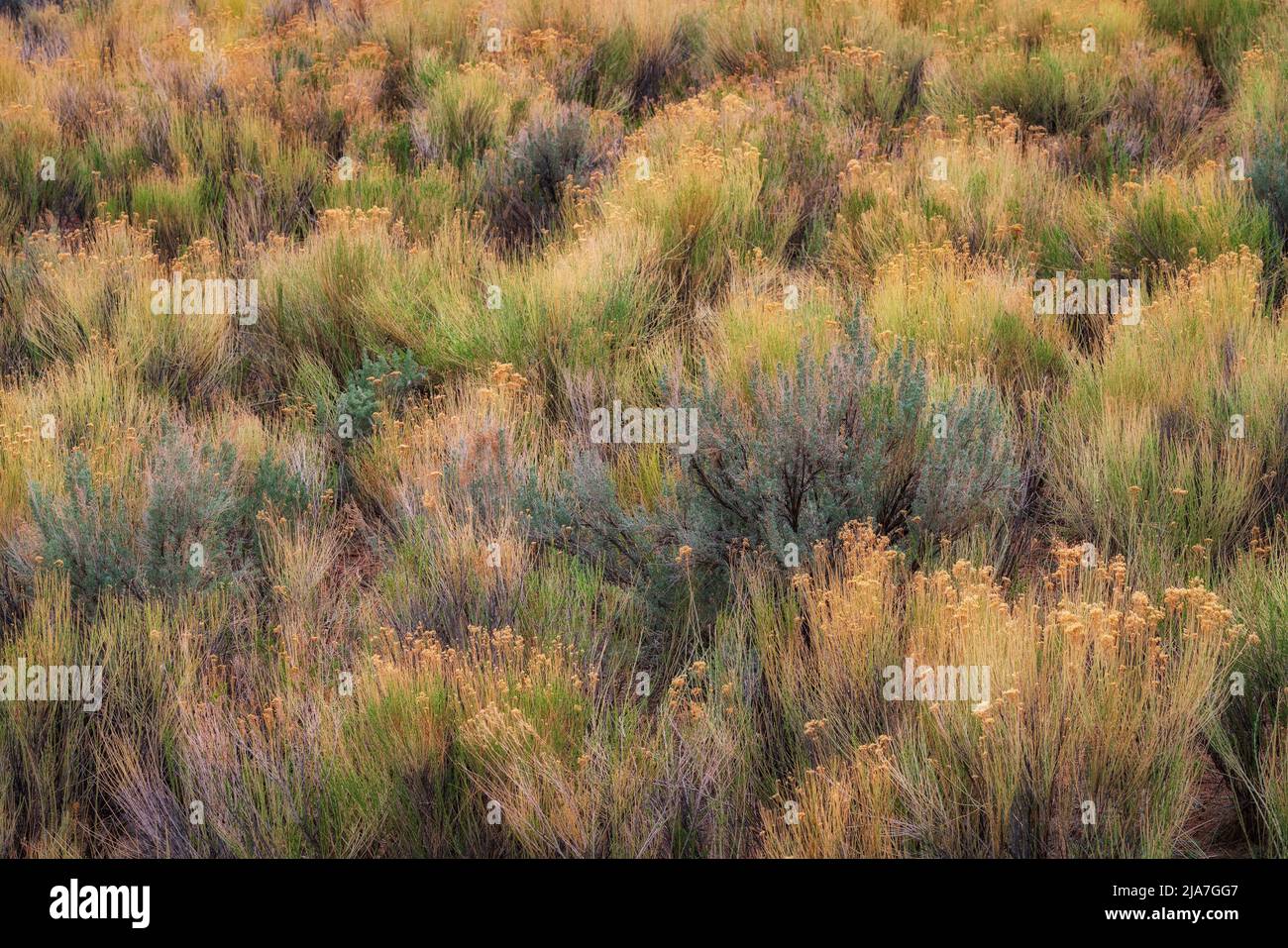 Lush desert field flora near Moab, Utah Stock Photo - Alamy