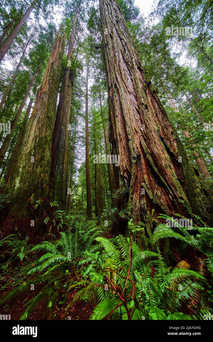 Ferns and ancient Redwood tree trunks Stock Photo - Alamy