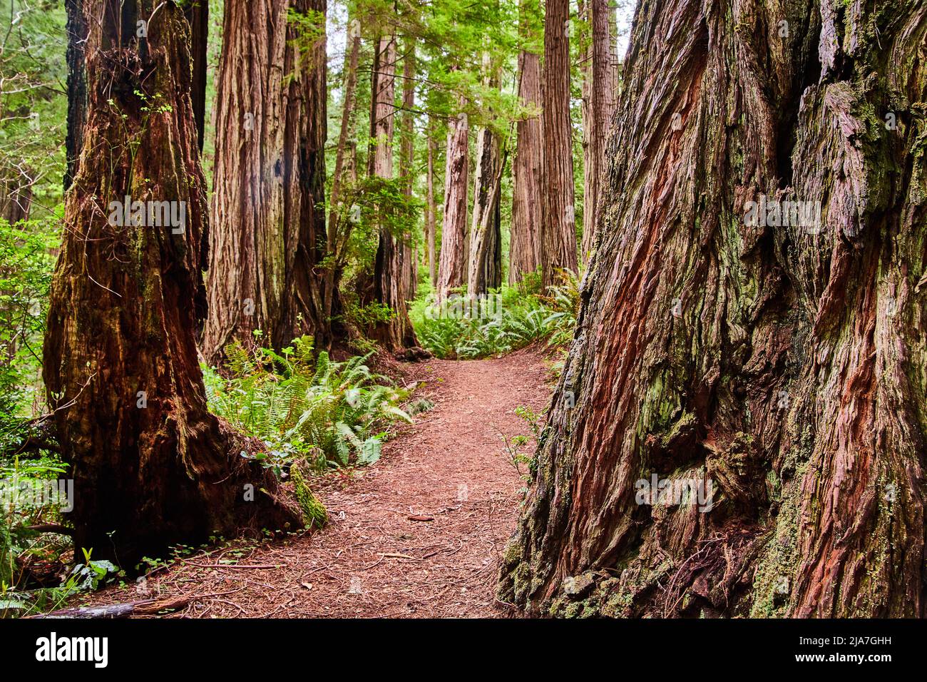 Hiking path winds through ancient Redwood forest in California Stock ...