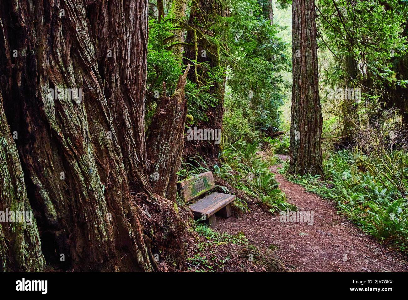 Decay forest hi-res stock photography and images - Alamy