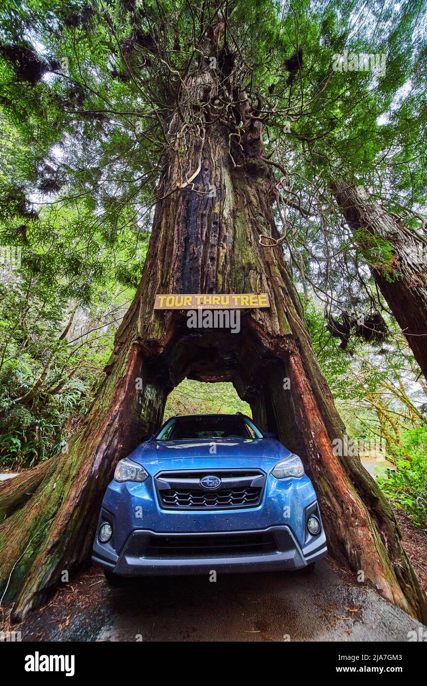 Blue Subaru Crosstrek parked inside Redwood tree in forest Stock Photo ...