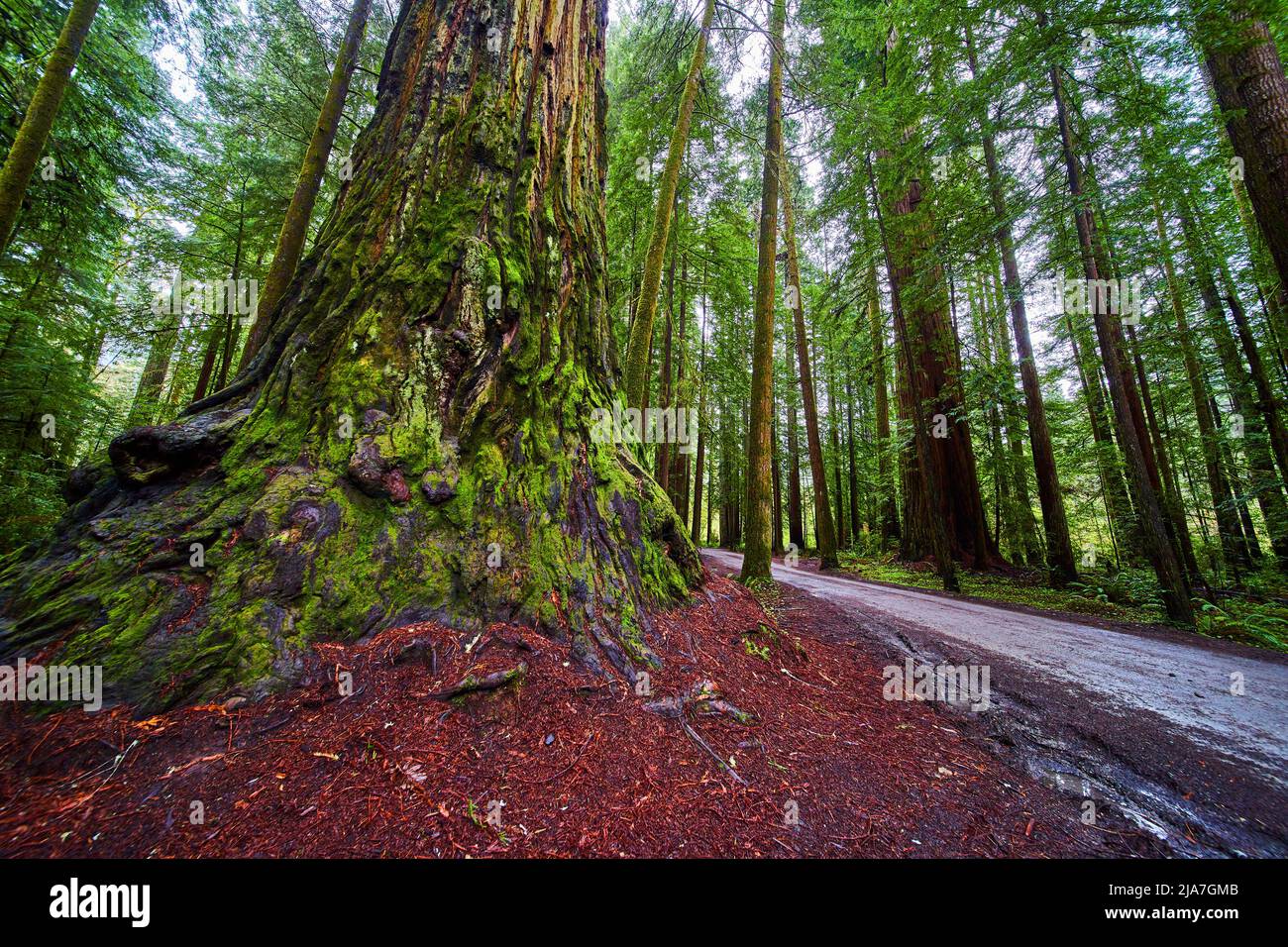Huge Redwood tree next to gravel road in ancient forest Stock Photo - Alamy