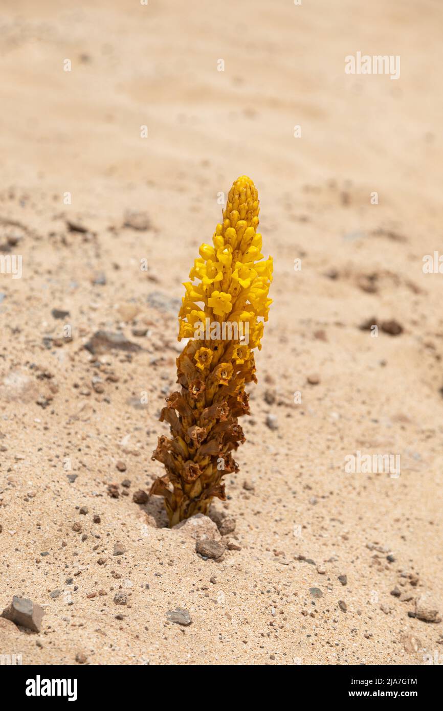 A yellow flower growing in the sand on the edge of Santa Maria Beach ...