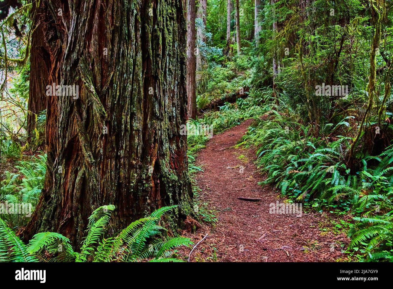 Giant Redwood tree alongside hiking trail in forest Stock Photo - Alamy