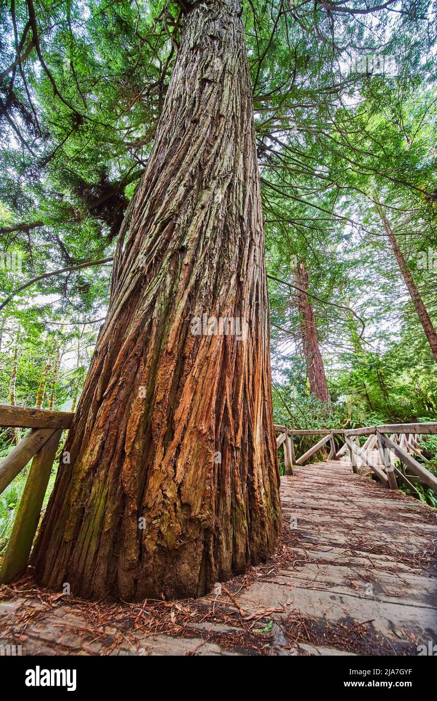 Boardwalk with ancient Redwood tree growing through Stock Photo - Alamy