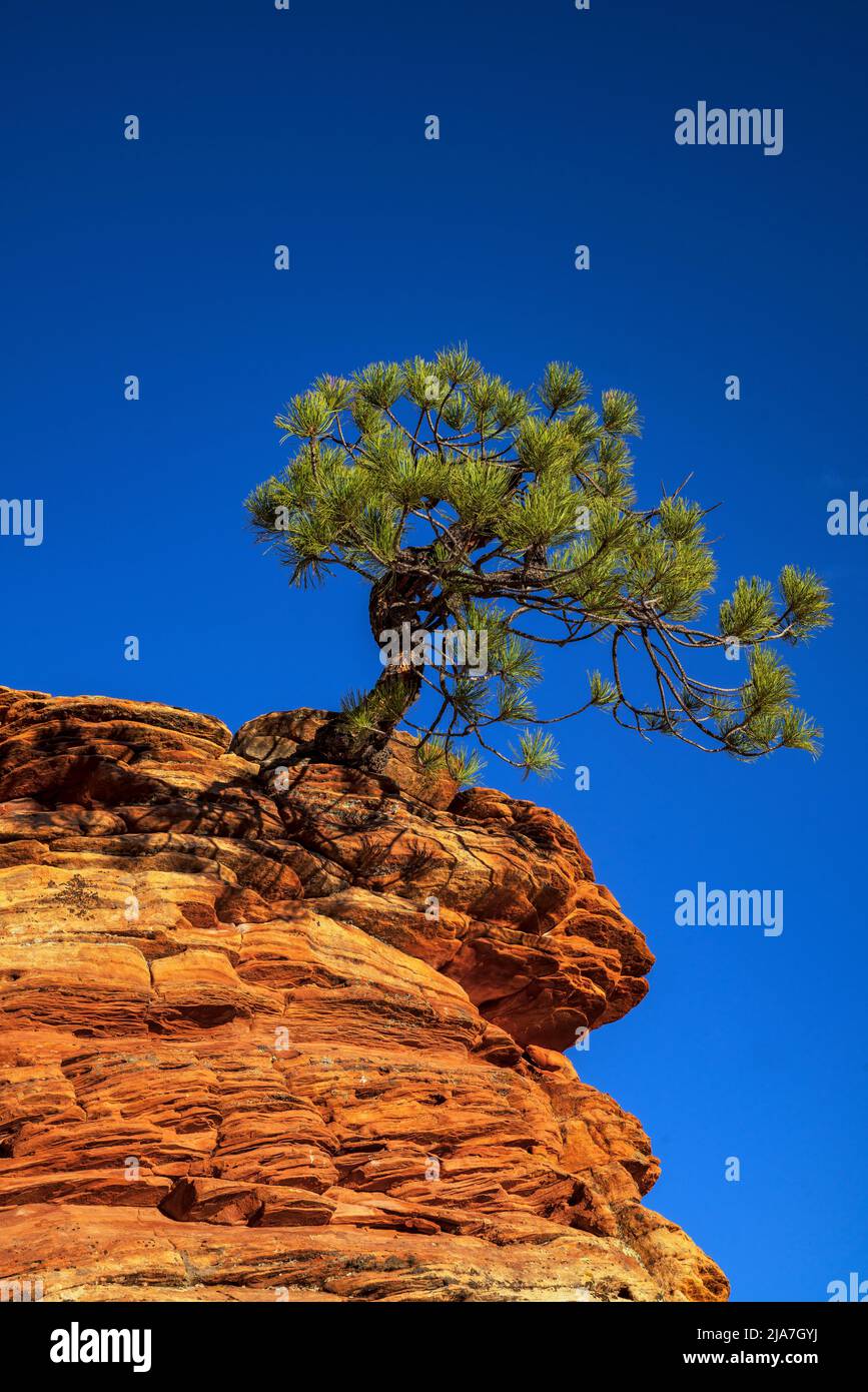 Lone Piñon Pine tree clings to rocks in Zion National Park Stock Photo ...