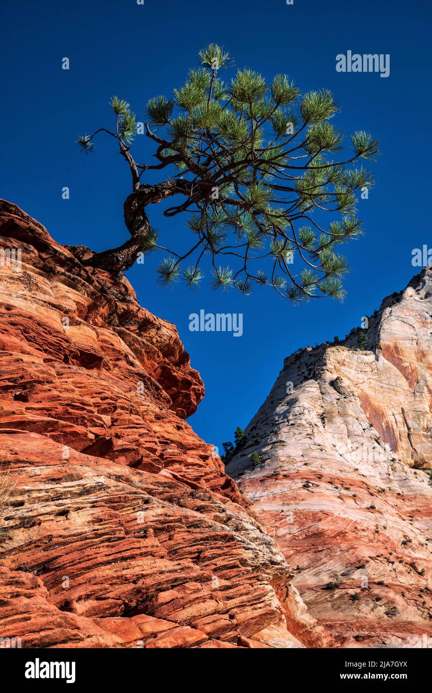Pinon pine hi-res stock photography and images - Alamy