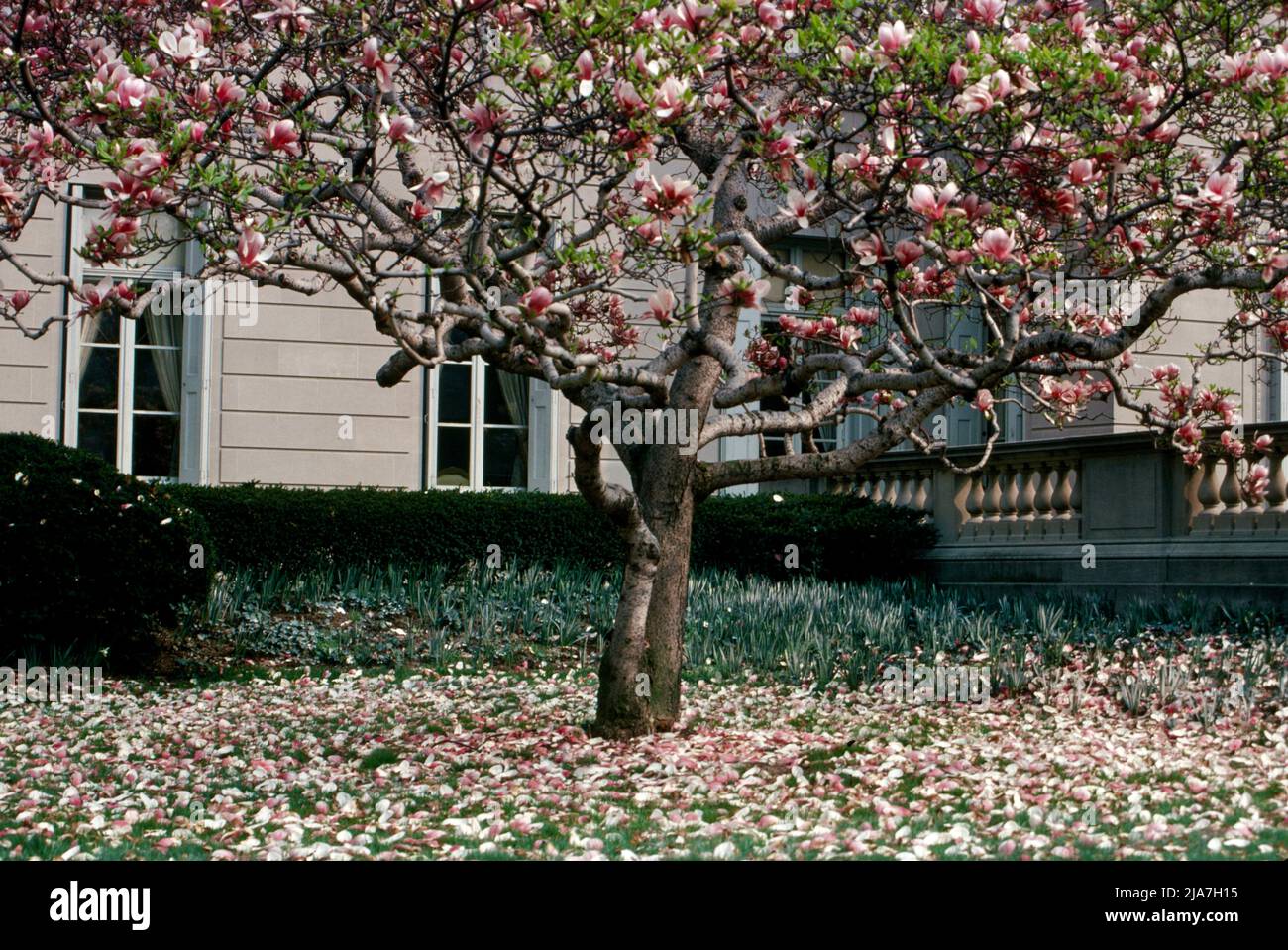 Magnolia tree with falling flowers outside of Frick Museum on Fifth ...