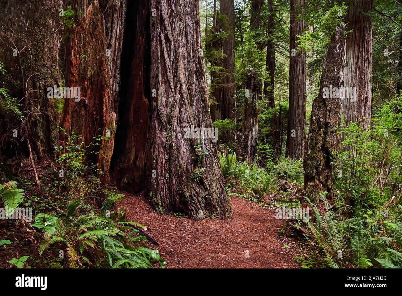 Hiking path weaving through ancient Redwood trees in California Stock ...