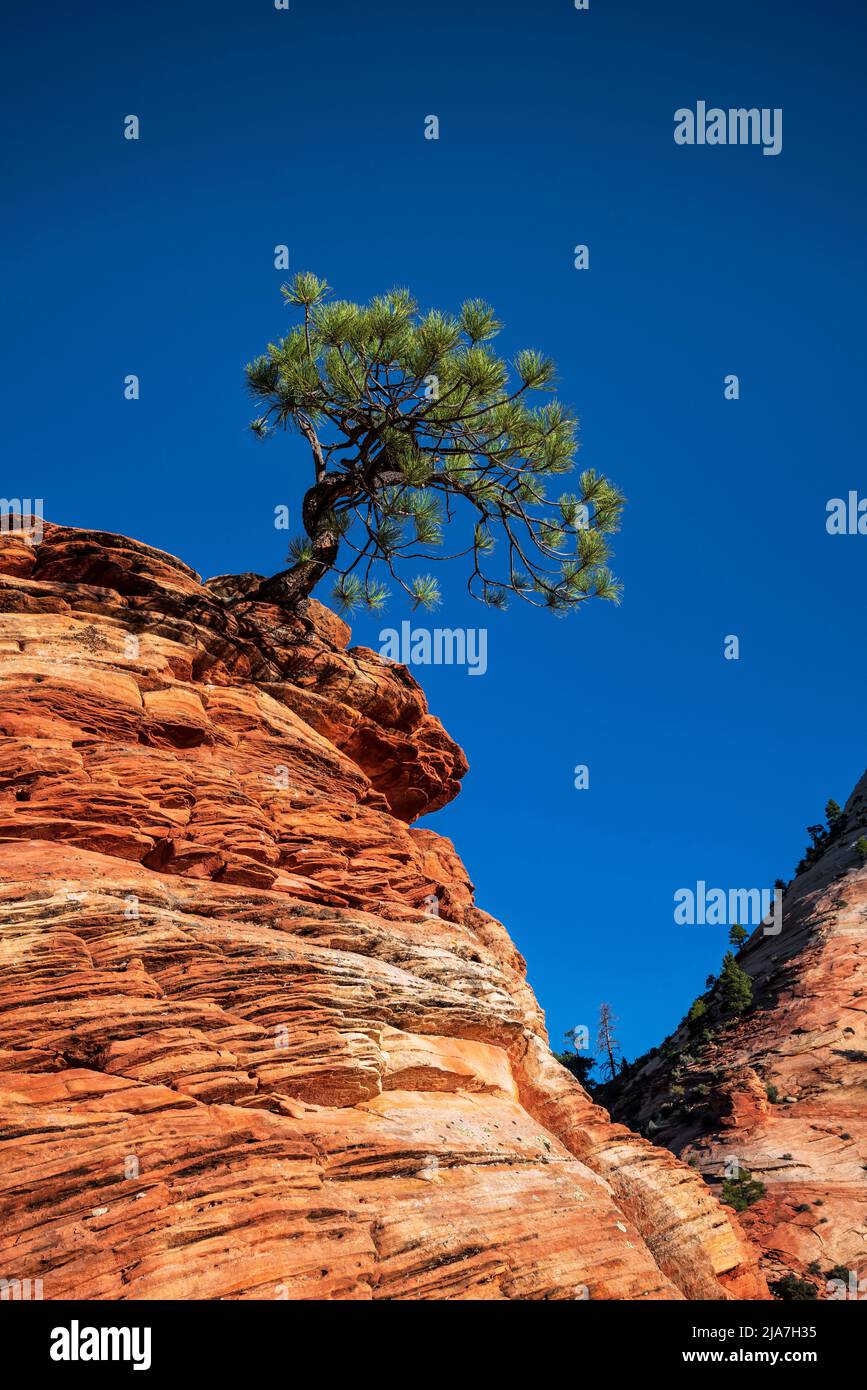 Lone Piñon Pine tree clings to rocks in Zion National Park Stock Photo ...