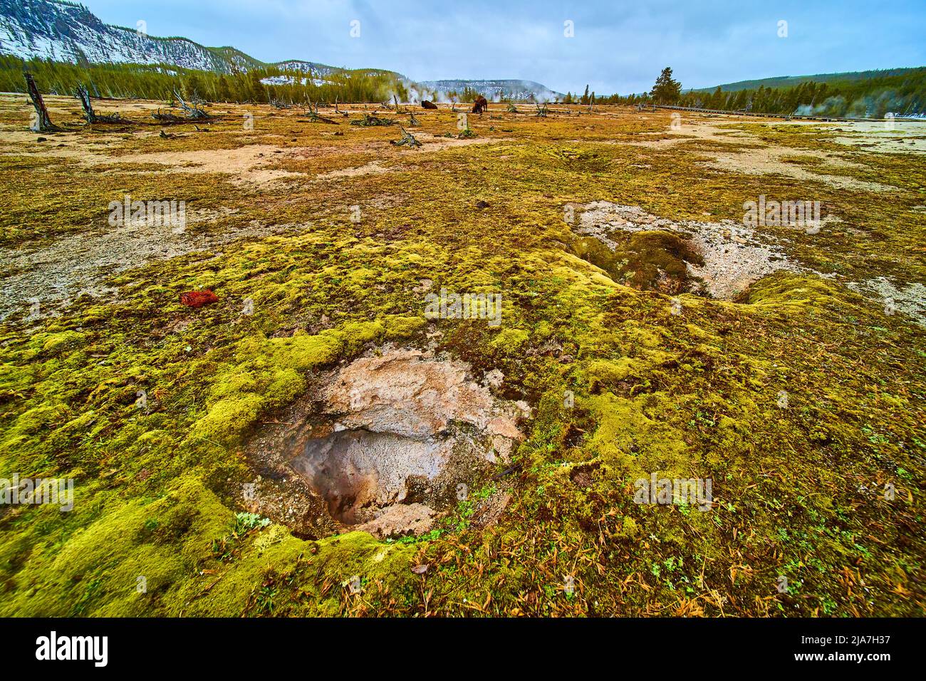 Dry geyser holes surrounded in moss at Yellowstone basin in winter ...