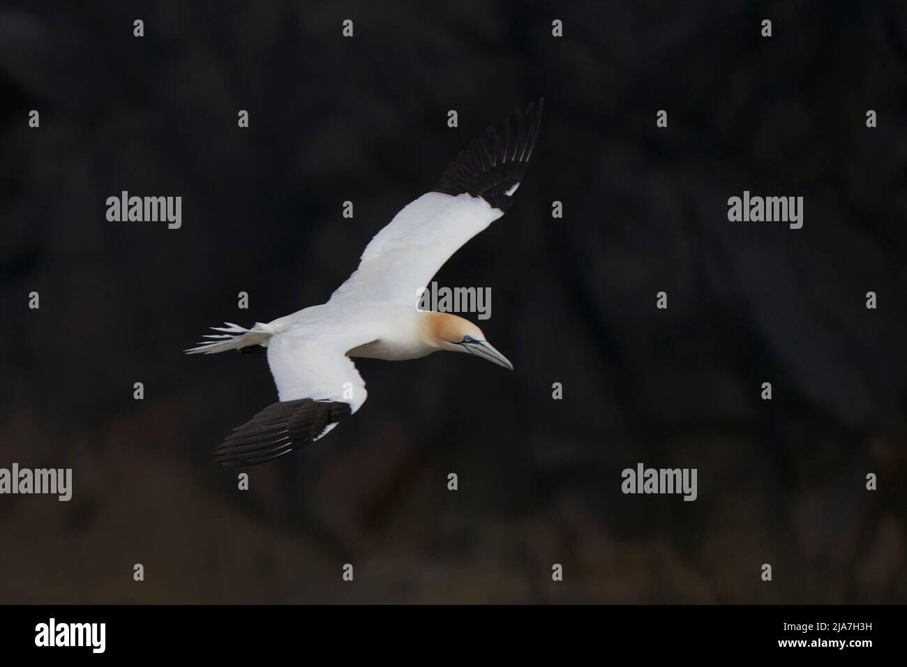 Gannet (Morus bassanus) coming in to land at a gannet colony on Great ...