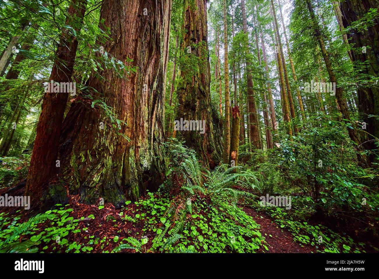 Iconic Redwood forest with small hiking path Stock Photo - Alamy
