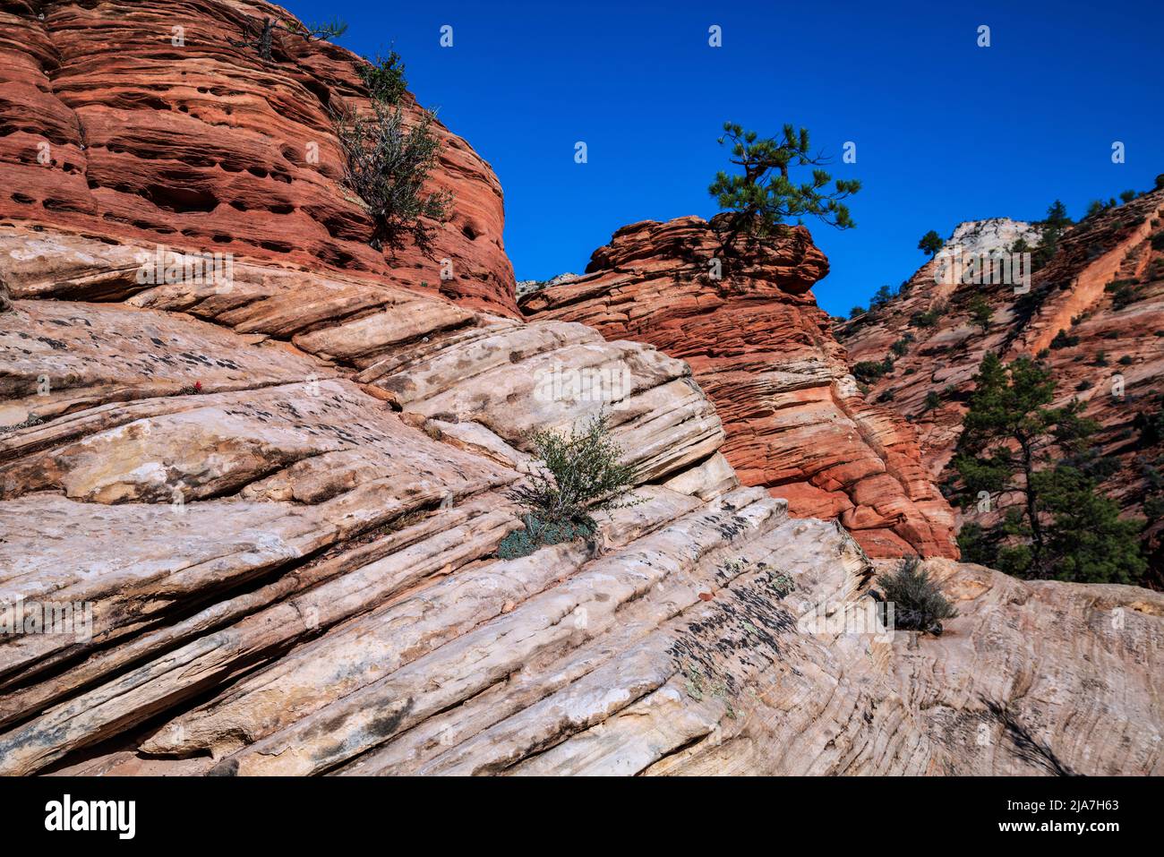 Lone Piñon Pine tree clings to rocks in Zion National Park Stock Photo ...