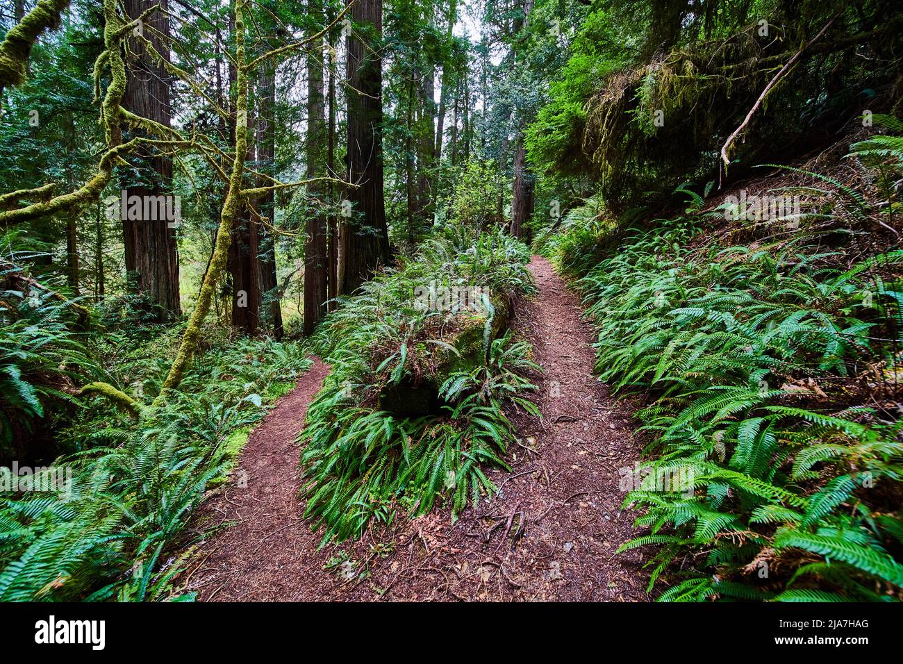 Hiking trail 180 turn up steep hill in Redwoods forest Stock Photo - Alamy