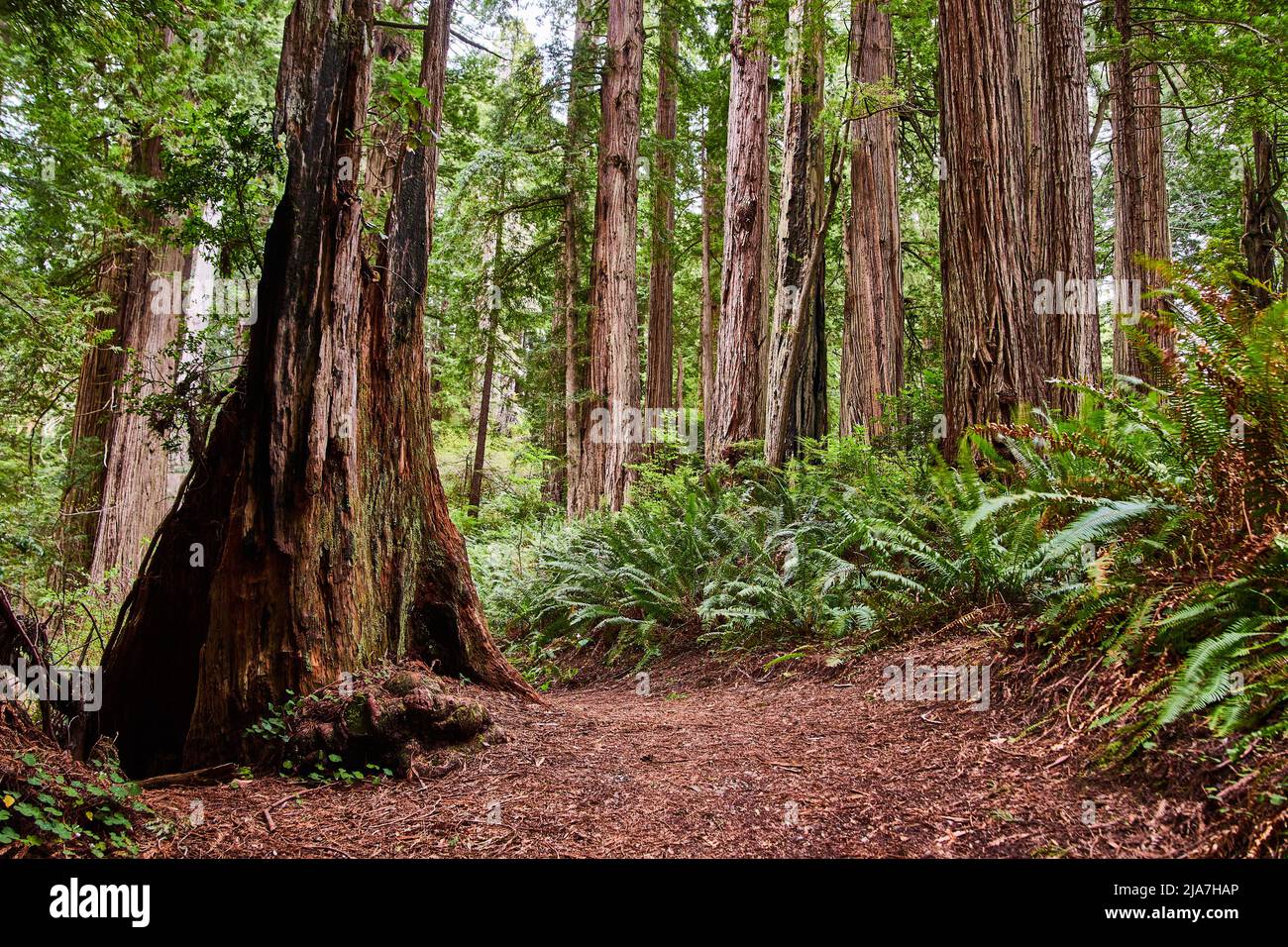 Forest of ancient Redwood trees with simple hiking path Stock Photo - Alamy