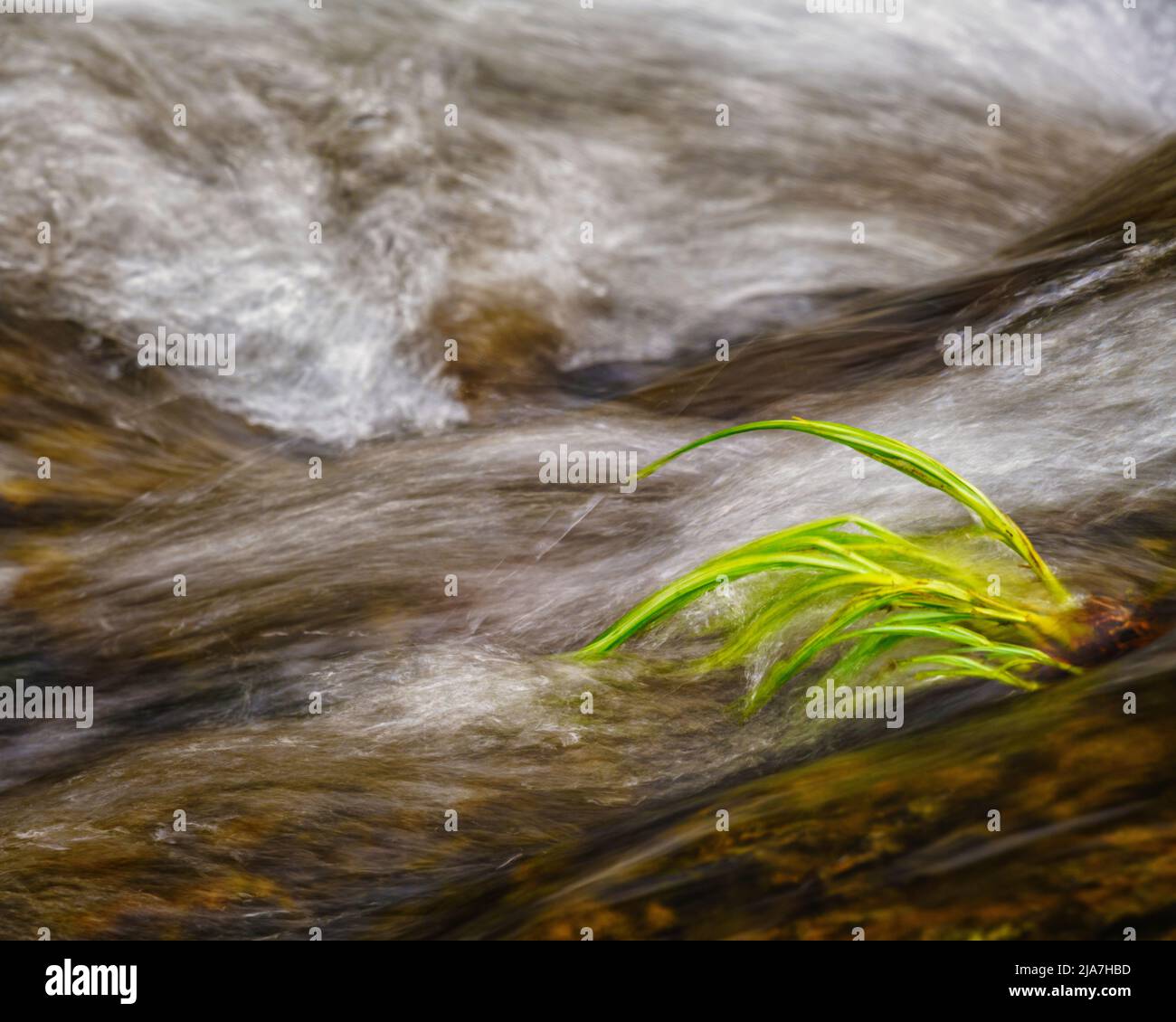 Tuft of grass hangs on against the current of the Middle Prong Pigeon ...
