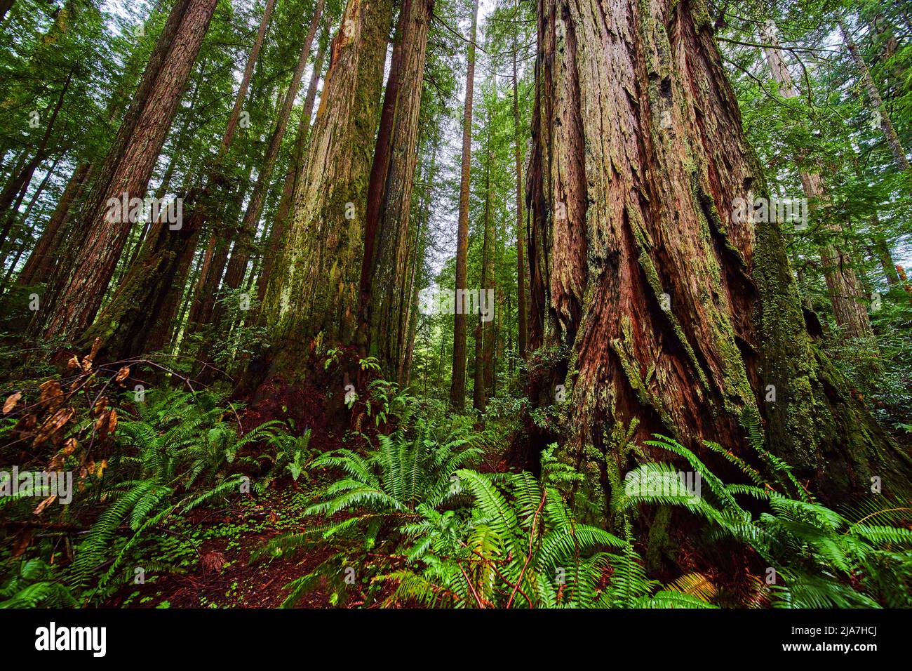Redwood trees in forest hi-res stock photography and images - Alamy