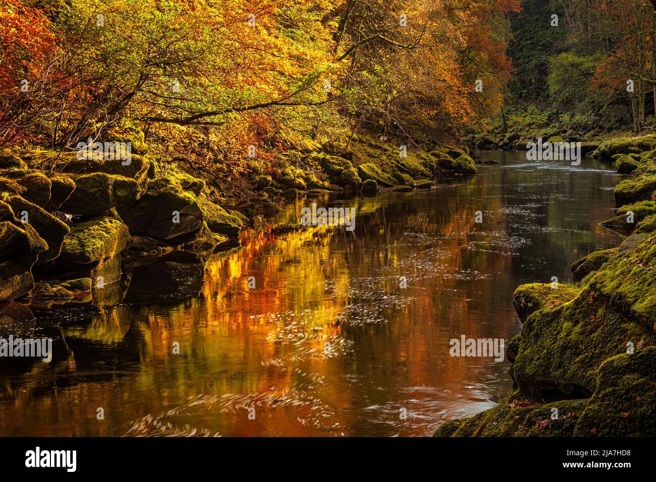 Autumn color along The Strid section of the River Wharfe in Yorkshire ...