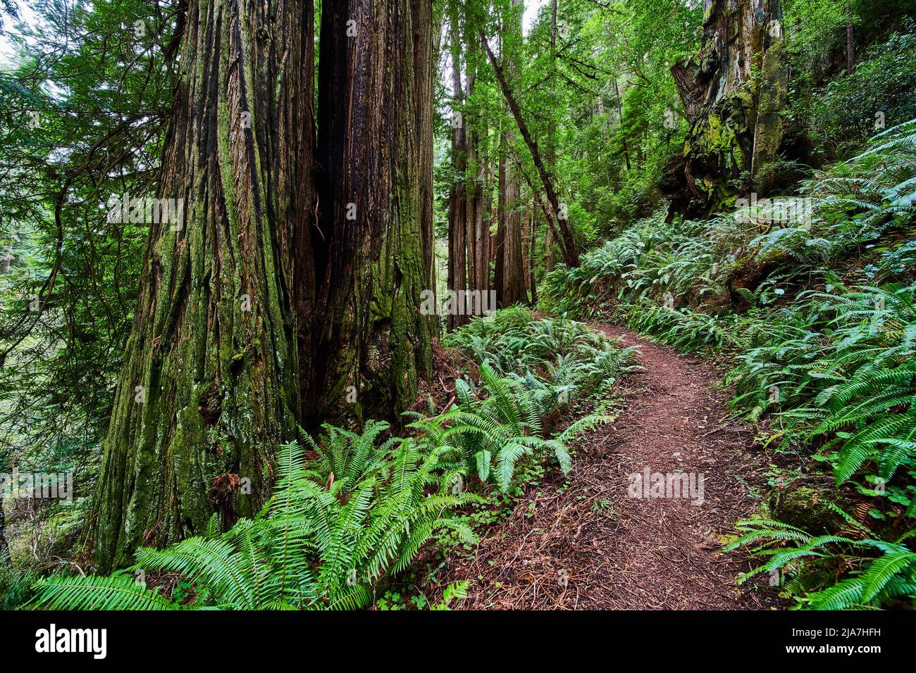 Forest of ferns with hiking path into Redwoods Stock Photo - Alamy